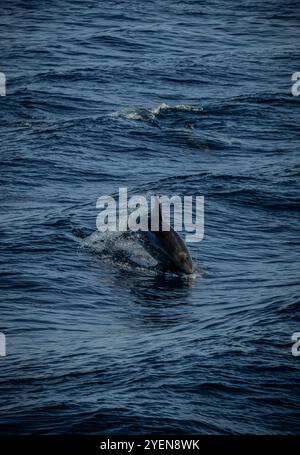 Delfin Delfine im Mittelmeer in der Nähe der Insel Korfu, Griechenland ...