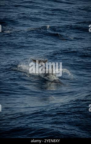 Delfin Delfine im Mittelmeer in der Nähe der Insel Korfu, Griechenland ...