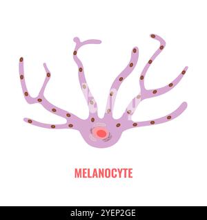 Melanocyte biology and skin tone pigmentation diagram Stock Vector ...