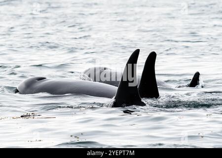 Side view of killer whale swimming in blue rippling sea water during ...
