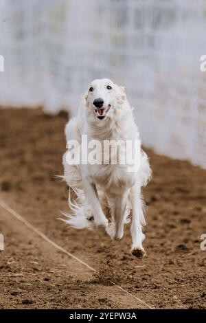russian borzoi dog running lure coursing competition on green field ...