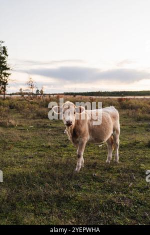 Rural scene with a grazing beige cow Stock Photo - Alamy