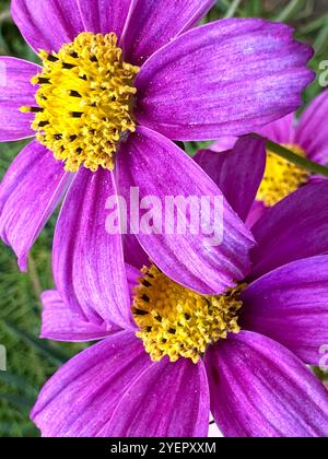 The bright pink and purple flowers bloomed in a garden Stock Photo - Alamy
