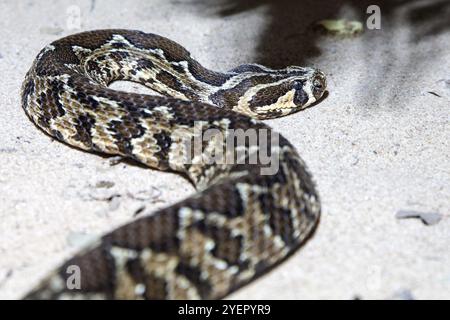 Palestine viper (Daboia palaestinae), captive, Germany, Europe Stock ...