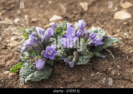 Mandrake root (Mandragora officinarum), Sicily, Italy, Europe Stock ...