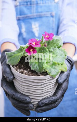 Woman gardener hands transplantion violet in a pot. Concept of home ...