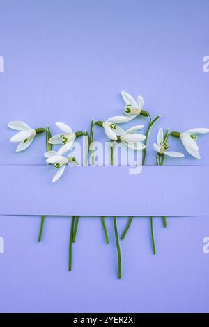 Composition with snowdrop flowers on color background, Creative layout ...