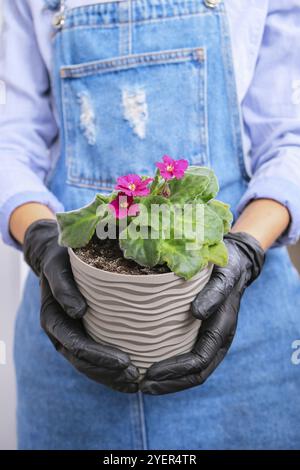Woman gardener hands transplantion violet in a pot. Concept of home ...