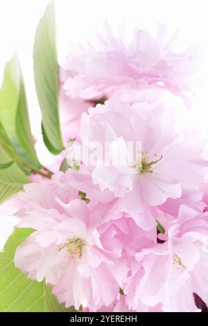 Sato cherry (Prunus satoensis Stock Photo - Alamy