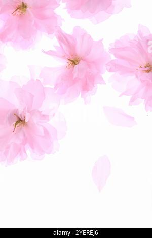 Sato cherry (Prunus satoensis Stock Photo - Alamy