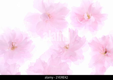 Sato cherry (Prunus satoensis Stock Photo - Alamy