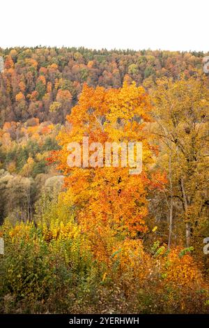 maples and other deciduous trees in the park in spring, beautiful green ...