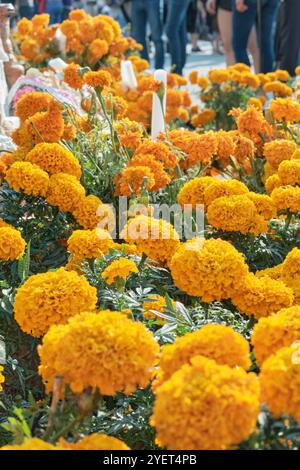 Orange Marigold - Cempasuchil Flower Stock Photo - Alamy