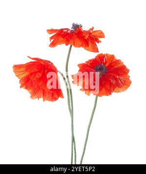 Three red poppies isolated on white background Stock Photo - Alamy