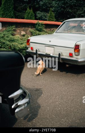Photo of a happy positive young ginger woman walking in nature green ...