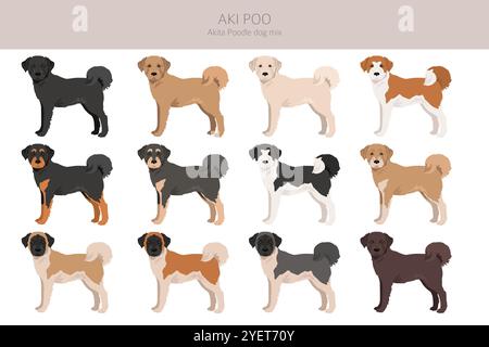 Akita Poodle mix. Aki Poo clipart. Different coat colors set. Vector ...