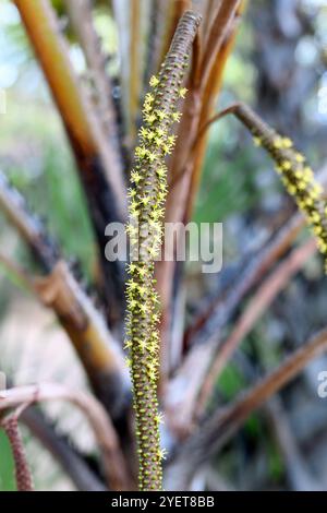 Lala palm (Hyphaene coriacea) is a palm native to eastern and southern ...