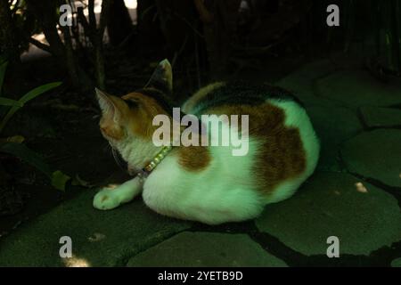 A calico cat with a pearl collar lies on a stone path, looking away ...