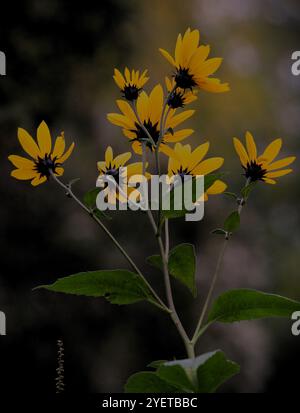Jerusalem artichoke (Helianthus tuberosus), also called sunroot ...