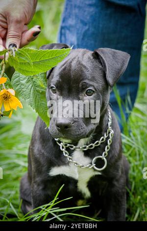 A very cute puppy of american bully breed Stock Photo - Alamy