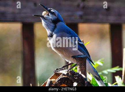A Blue Jay finds a tasty peanut Stock Photo - Alamy