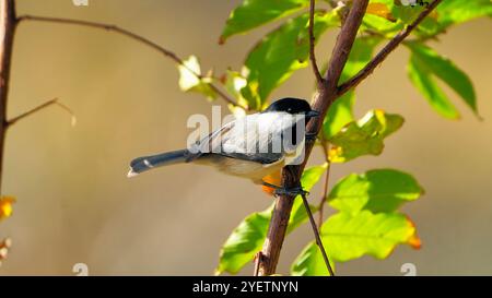 Carolina Chickadee perched in Texas oak tree with autumn orange leaves ...