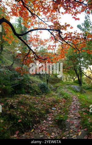 Vibrant autumn scenes from Swat Valley, featuring colorful leaves ...