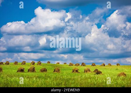 Amish wheat shocks stacked for drying grain in Mecosta County, Michigan ...