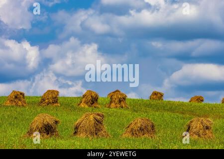 Amish wheat shocks stacked for drying grain in Mecosta County, Michigan ...