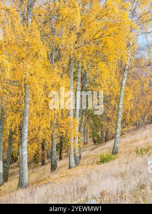 Birch trees display golden fall leaves on a September day at the corner ...
