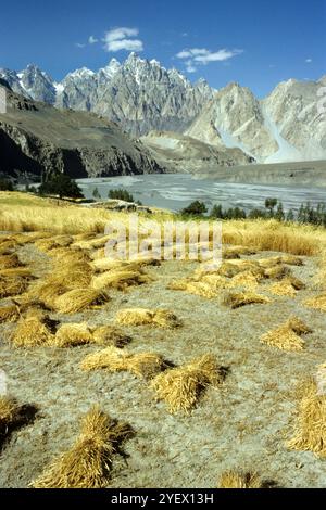 Hunza, Wheat Cultivation In The Upper Hunza Valley Stock Photo - Alamy