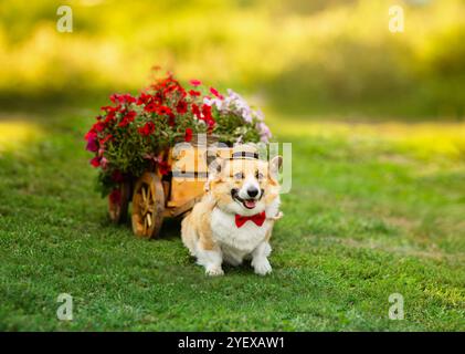 cute corgi dog pushing cart with colorful flowers and kittens in spring ...