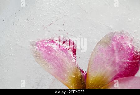 Frangipani flower frozen within a block of ice, air bubble texture ...