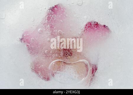 Frangipani flower frozen within a block of ice, air bubble texture ...