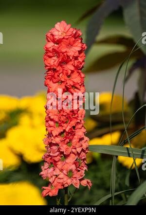 Delphinium 'Red Lark' in flower Stock Photo - Alamy
