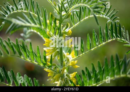 Astragalus close-up. Also called milk vetch, goat's-thorn or vine-like ...