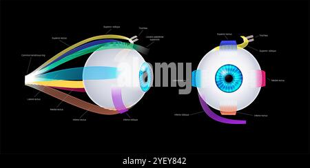 Illustration of the extraocular muscles anatomy. These muscles control ...
