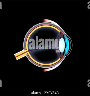 Illustration of the eye anatomy. The structure of the eye includes ...