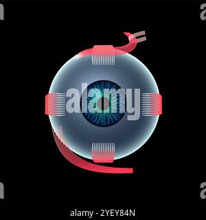 Illustration of the extraocular muscles anatomy. These muscles control ...