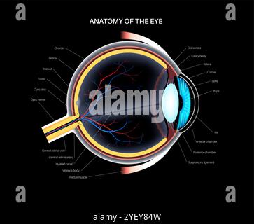Illustration of the eye anatomy. The structure of the eye includes ...