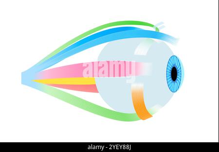 Illustration of the extraocular muscles anatomy. These muscles control ...