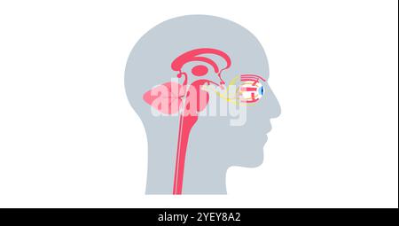 Illustration of the motor nerves of the eye, including the abducens ...