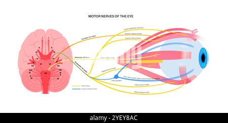 Illustration of the motor nerves of the eye, including the abducens ...