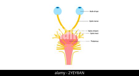 Anatomy of the midbrain. Labelled anatomical illustration of the ...
