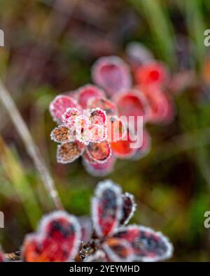 macro photography of wonderful frost-struck bog plants, close-up view ...