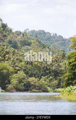 Jungle landscape by the Mahaweli River, Kandy, Central Province, Sri ...