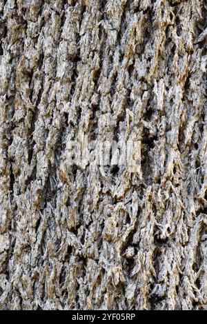 Australian bark textures from trees Stock Photo - Alamy