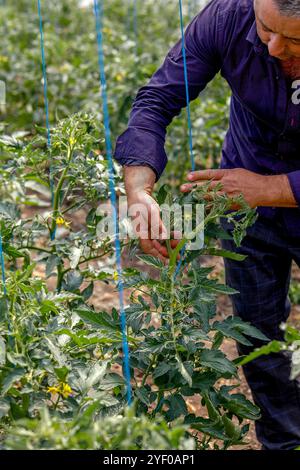 Romanian vegetable producer in one of his greenhouses in Timis province ...