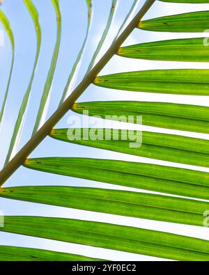 Palmiste Poison ( Hyophorbe indica ) - Kampala Uganda Stock Photo - Alamy
