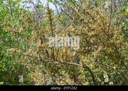 Karoo gold (Rhigozum obovatum) is a medicinal shrub native to southern ...